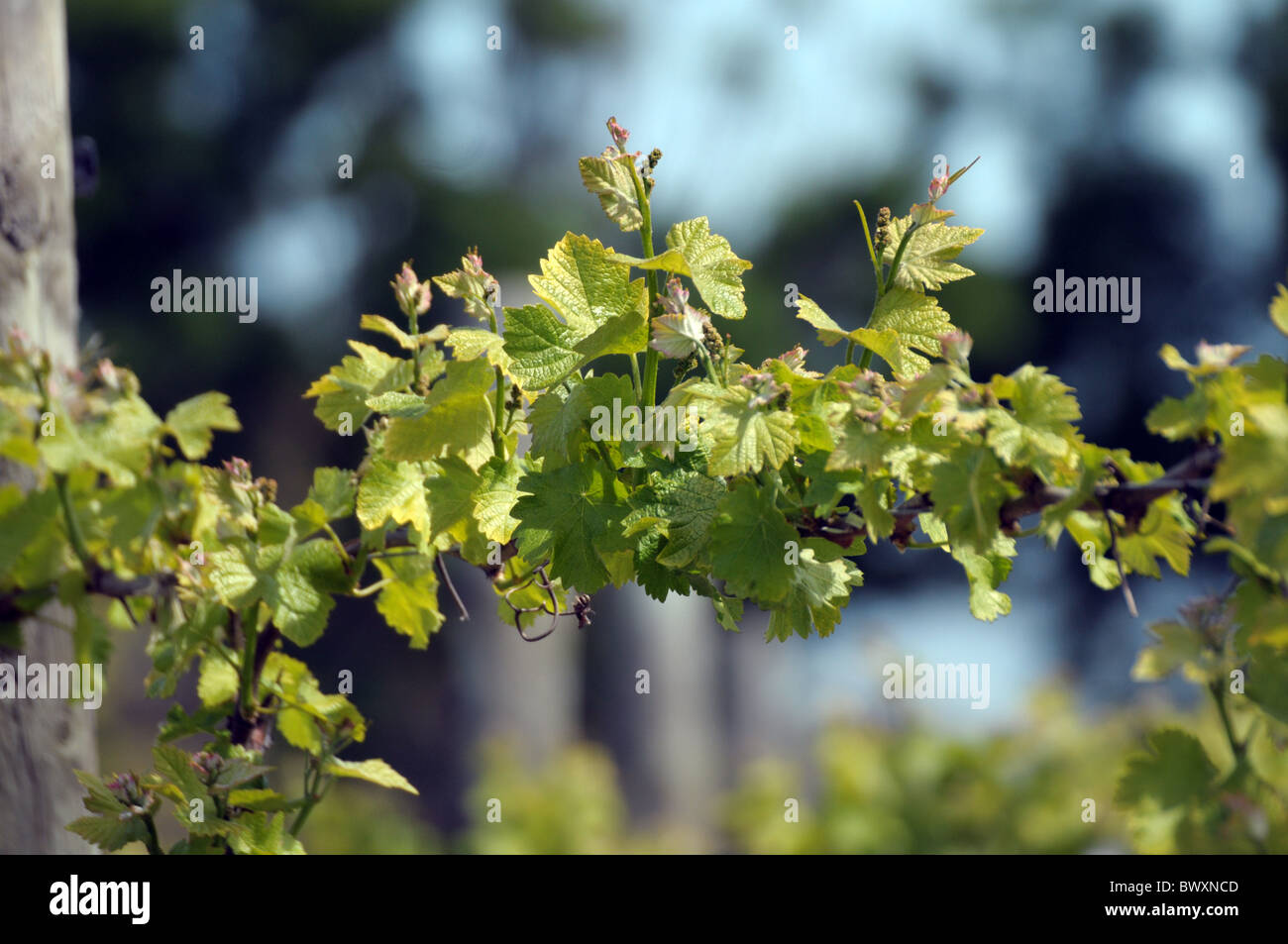 Vineyard in Marlborough New Zealand Stock Photo - Alamy
