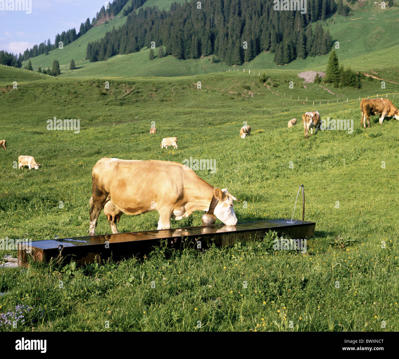 cows alpine Alps mountains alp mountain cattle wells drinks Switzerland ...