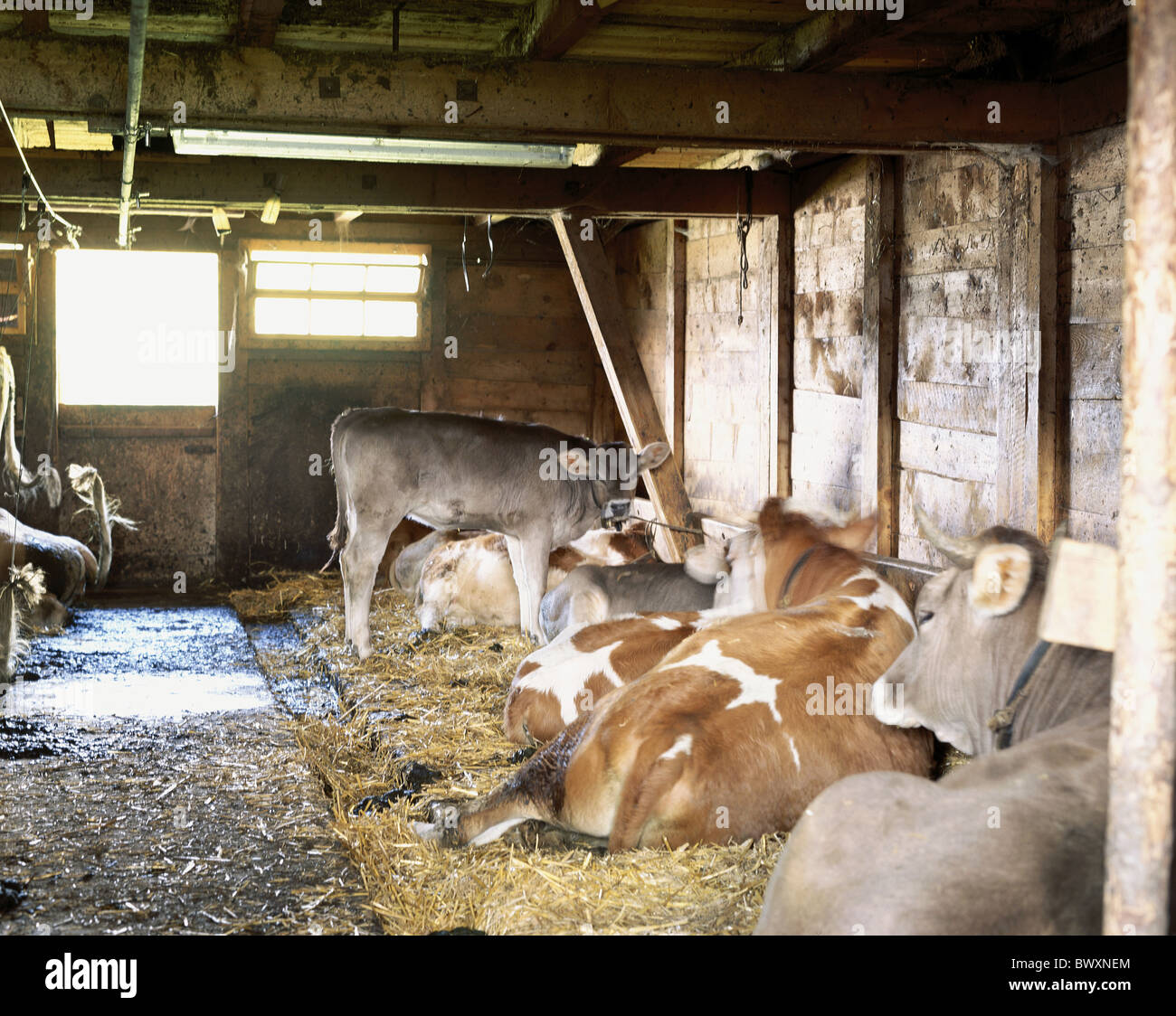 cows cattle stable flies animals beasts protection of animals canton ...