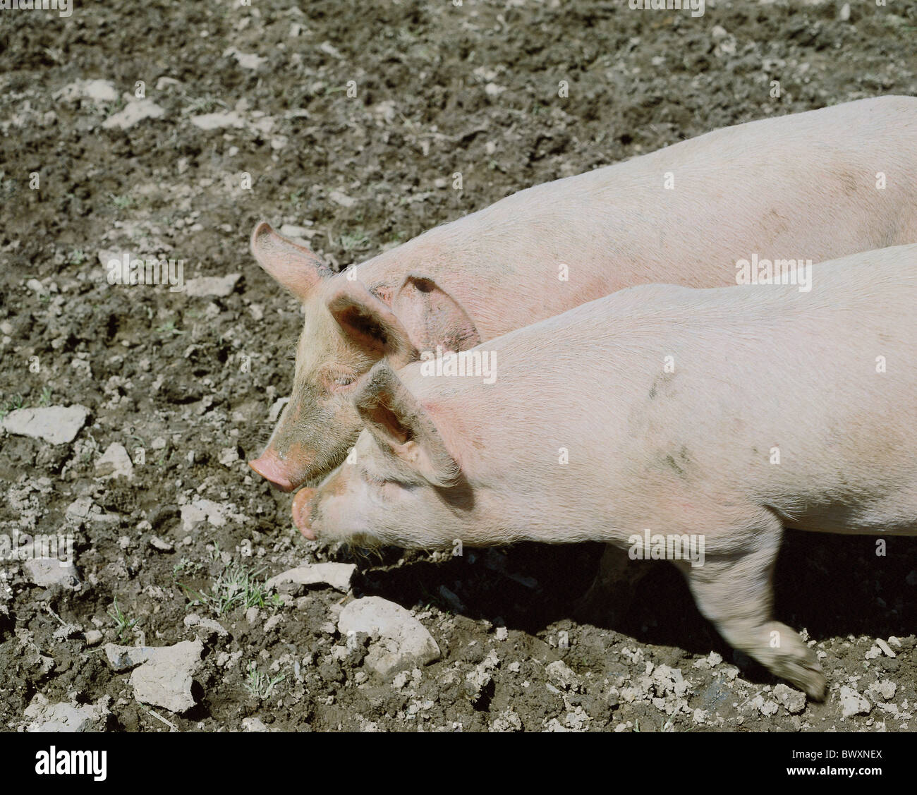 pigs open land posture protection of animals animal beast pig canton ...