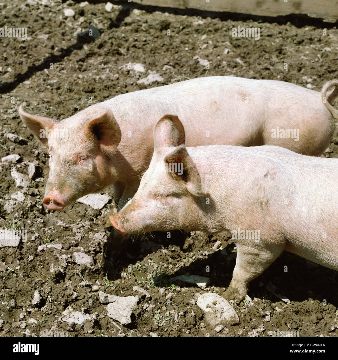 open land posture pigs protection of animals canton Bern Switzerland ...
