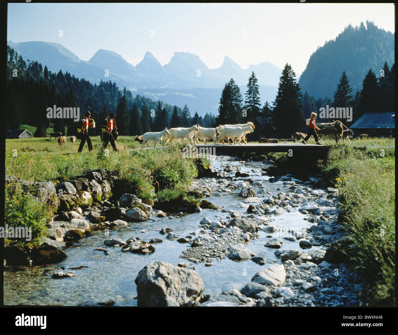 Alpaufzug Procession tradition folklore tradition Alpine pastures ...