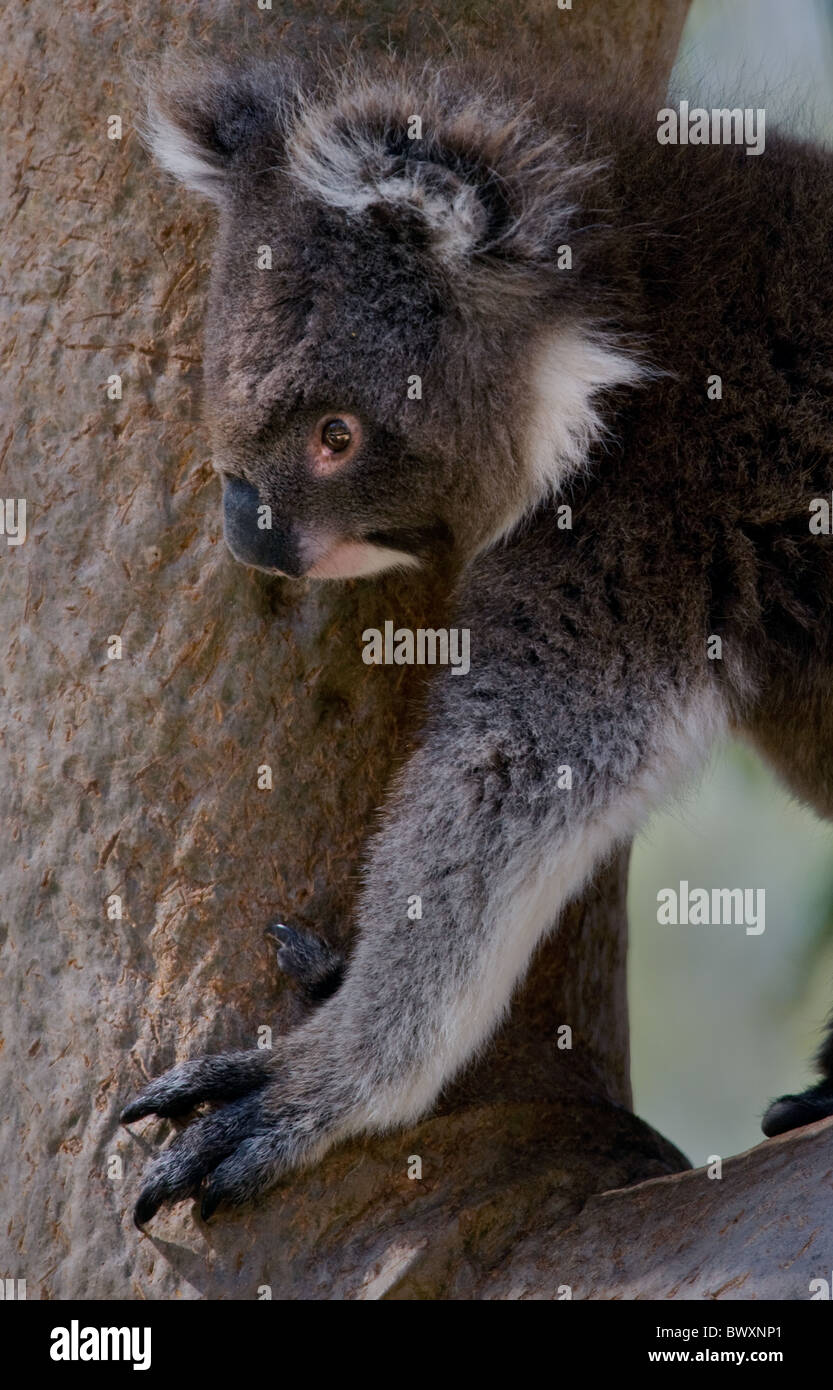 Koala Phascolarctos cinereus female called Katie one of an introduced ...