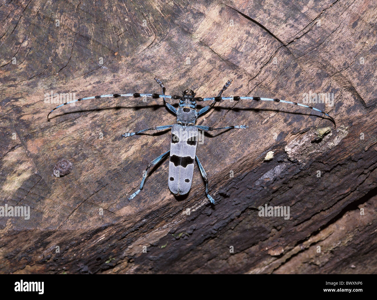 beetle rosalia longicorn Rosalia alpina tree stump seldom Europe ...