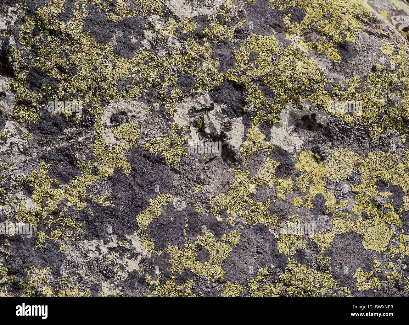 lichens green on rock cliff structure concept Stock Photo - Alamy