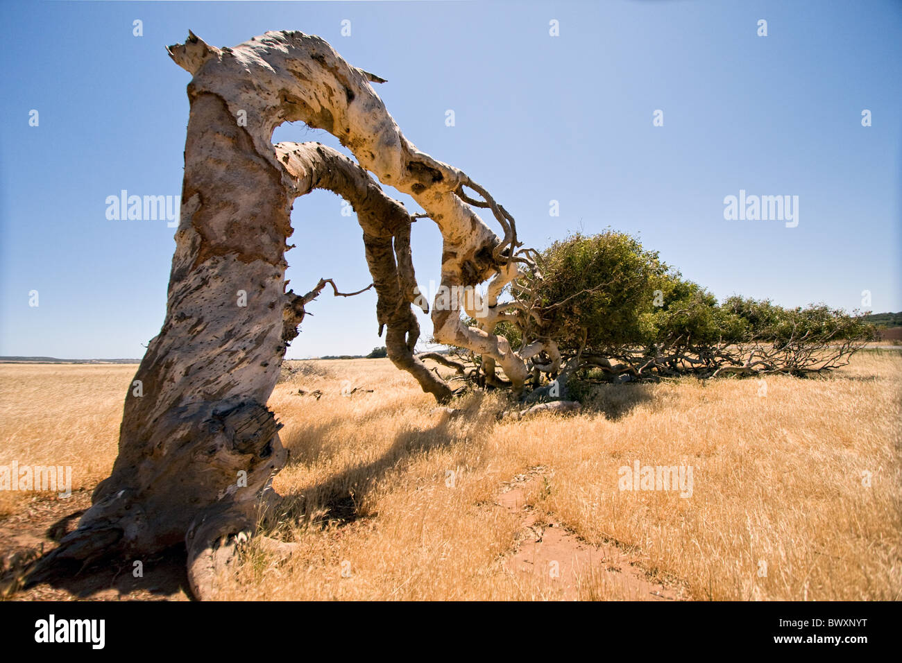 Wind Blown Tree High Resolution Stock Photography and Images - Alamy