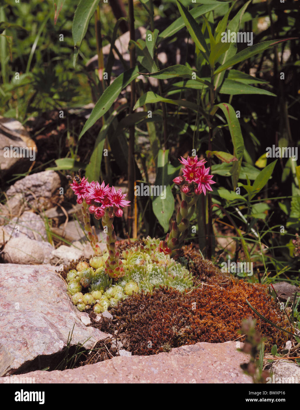 flowers Hauswurz plant stone vegetation Stock Photo - Alamy