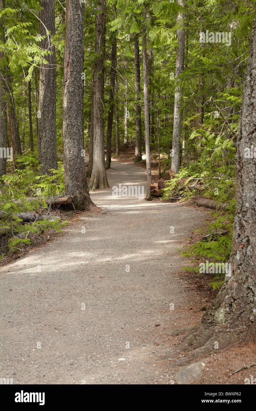 Track through forest to Spahats Falls, Wells Gray Provincial Park ...