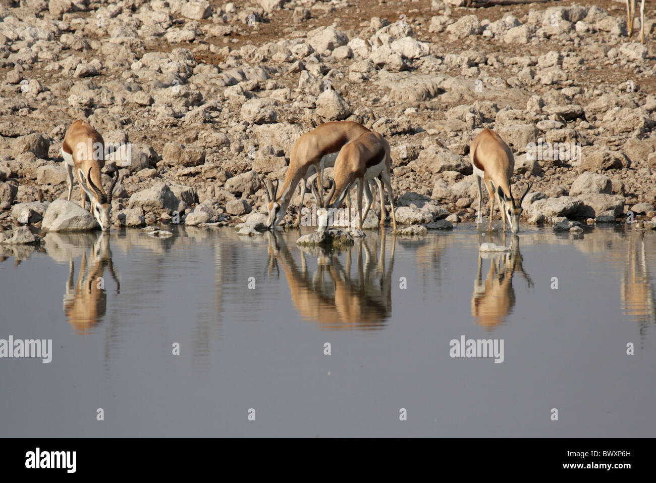 Springbok antidorcas marsupialis drinking water hi-res stock ...