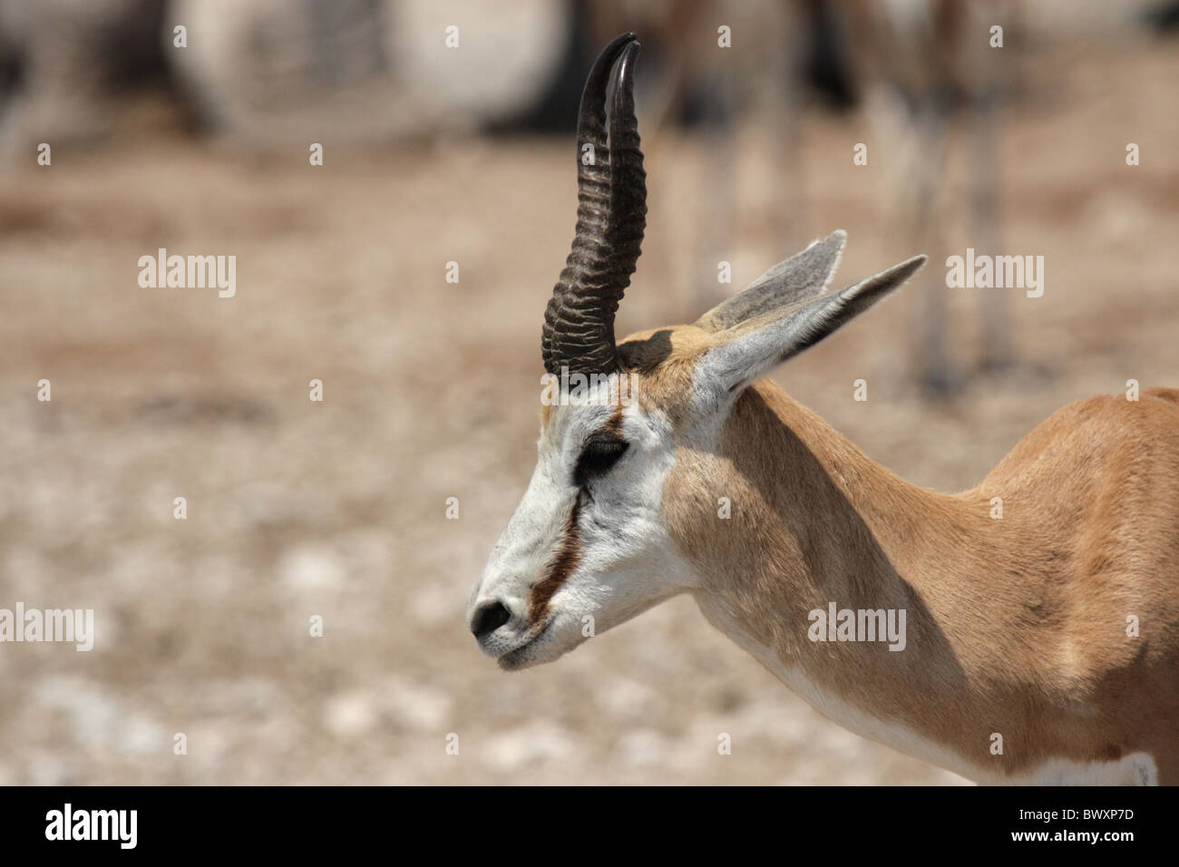 Portrait of a Springbok in the Etosha National Park, Namibia Stock ...