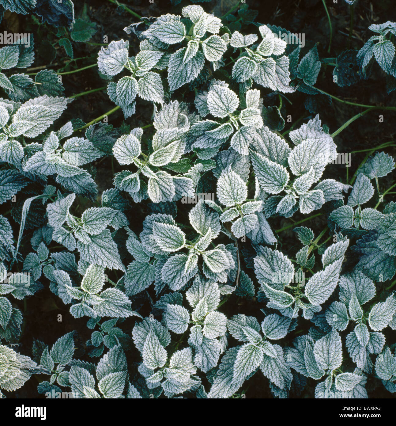 Stinging nettles winter hi-res stock photography and images - Alamy