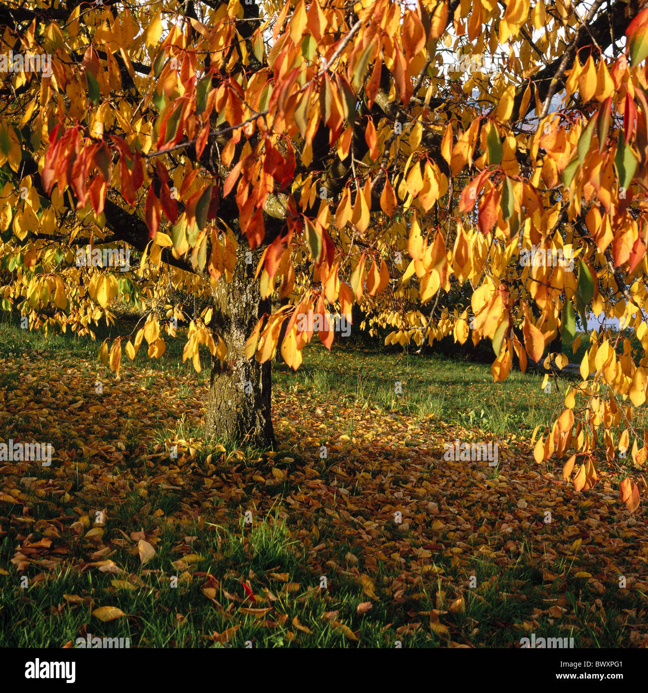 evening sun trees Bern Bernese Oberland leaves yellow autumn cherry ...