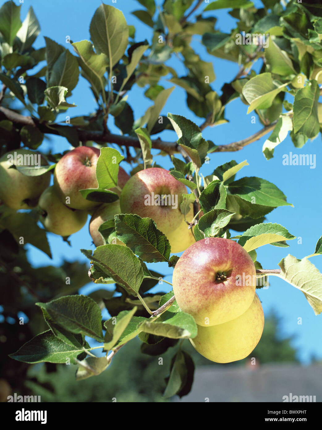 apple tree apples branch leaves hang James Grieve close-up fruit ripe ...