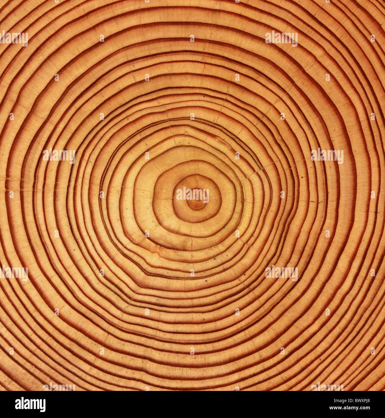 tree detail wood annual rings larch age old person structure grain ...
