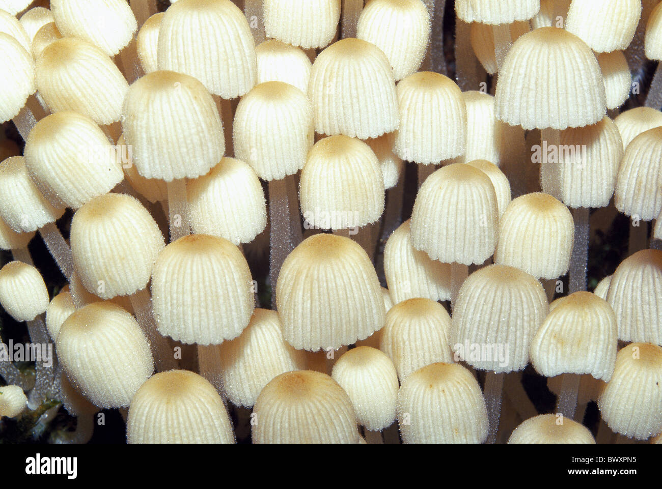 mushroom inedible sowed Tintling fungous culture detail Stock Photo - Alamy