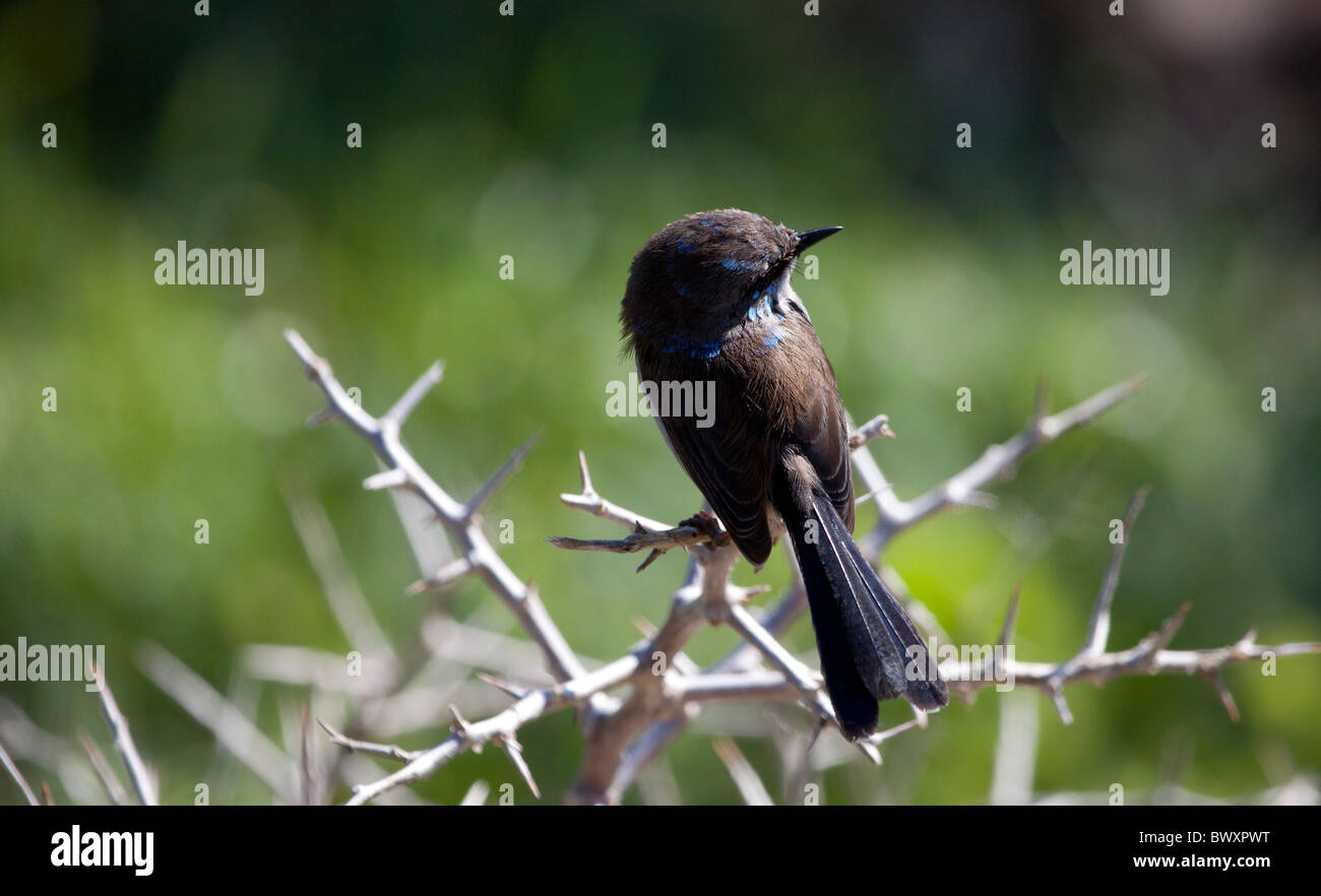 Malurus splendens hi-res stock photography and images - Alamy