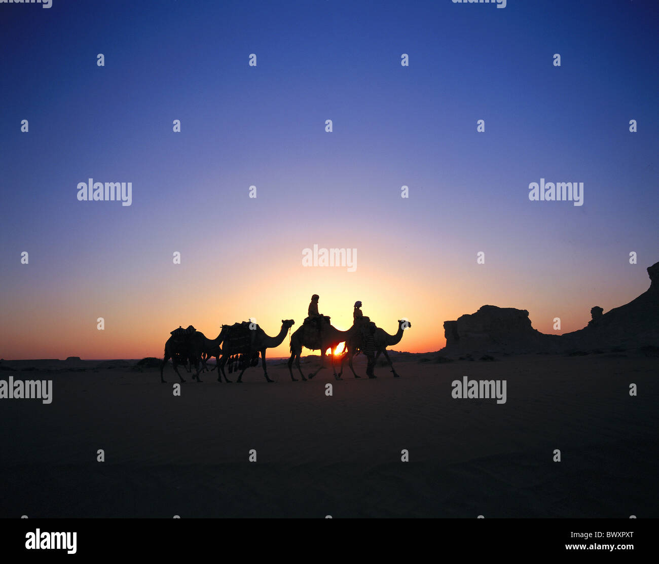 afterglow alpenglow Egypt North Africa camel trekking camel caravan ...