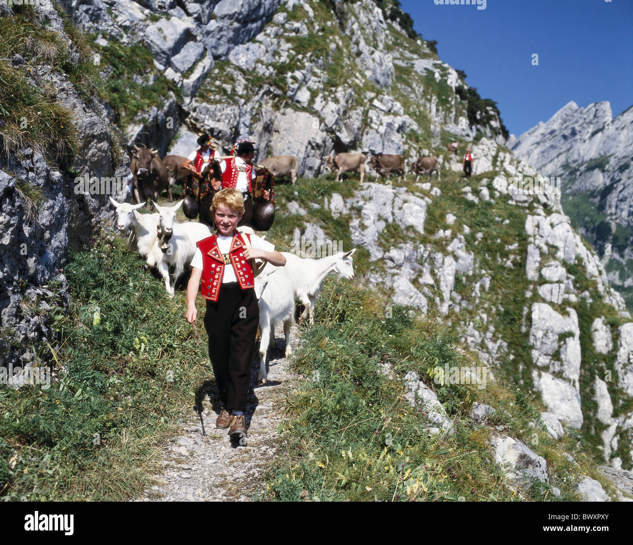 alp alp deduction folklore tradition nanny goats nanny-goats mountains ...