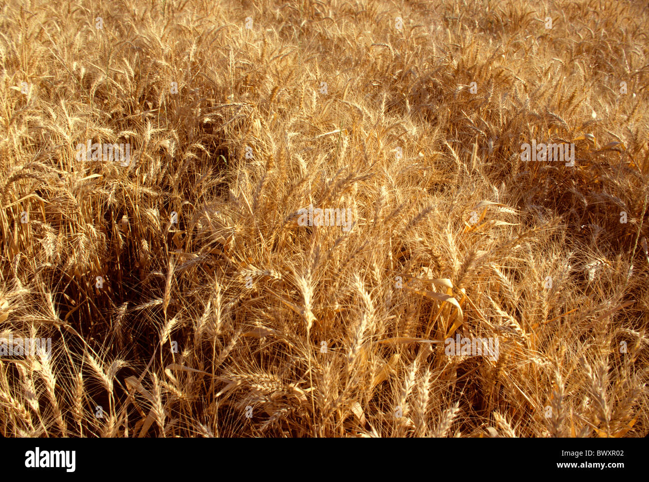 Golden field of wheat plants Horizontal Stock Photo - Alamy
