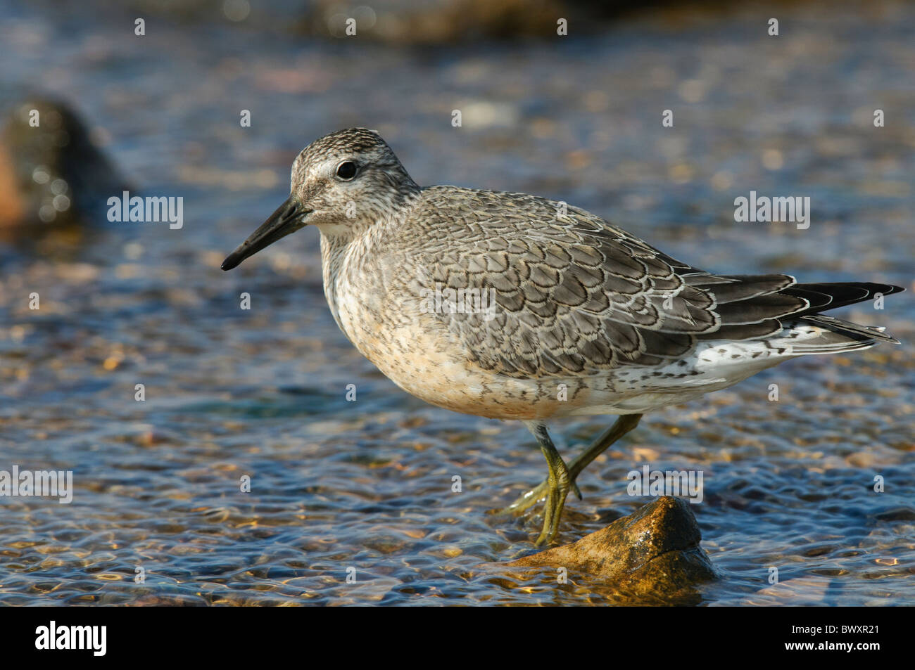 Red Knot Calidris canutus walking in water Stock Photo - Alamy