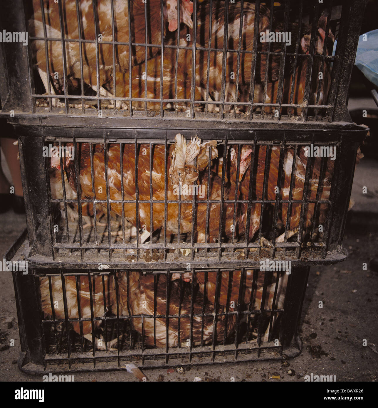 animals beasts fowl poultry market narrow cages animal boxes chickens ...