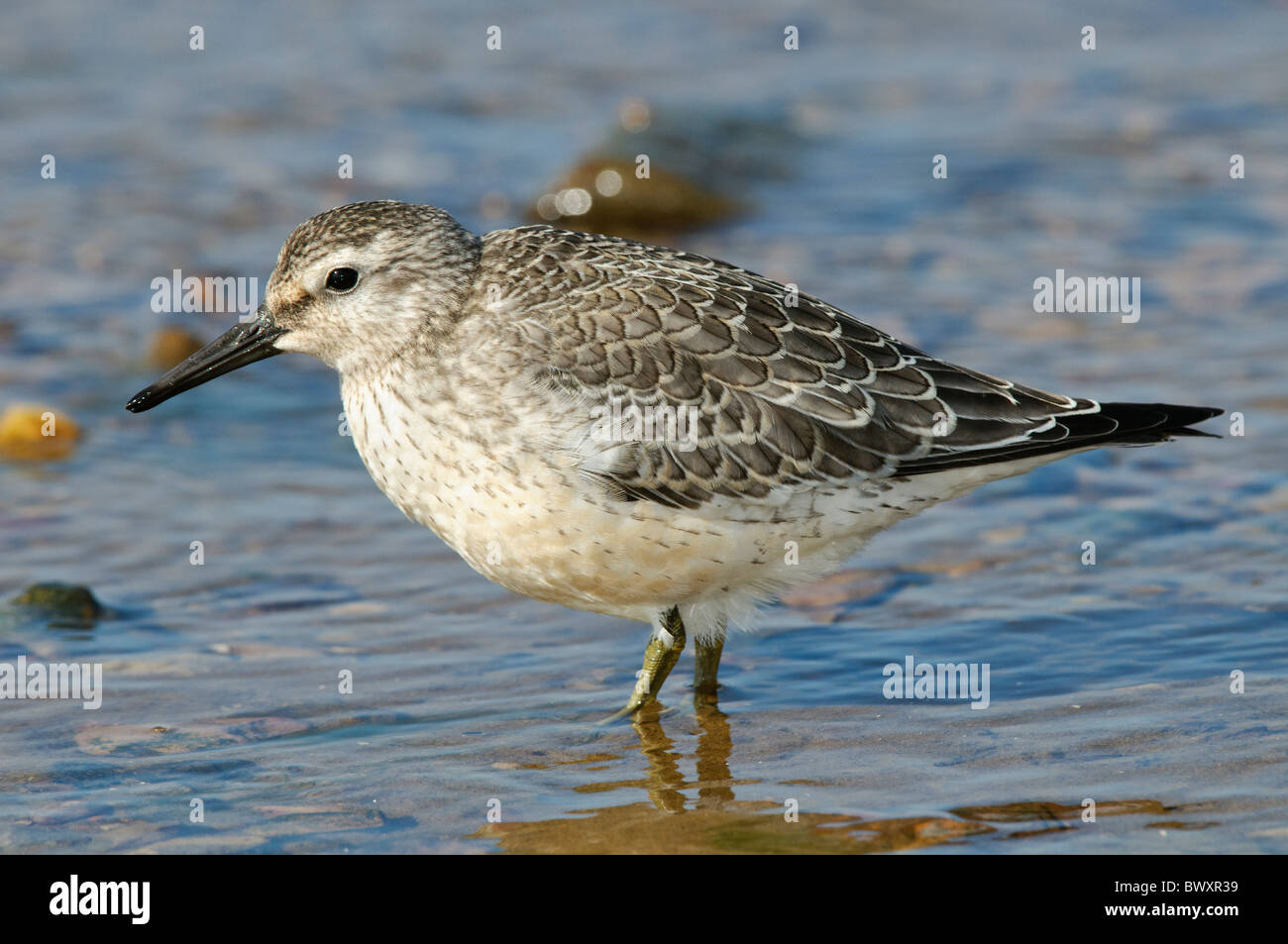 Red Knot Calidris canutus standing in water Stock Photo - Alamy