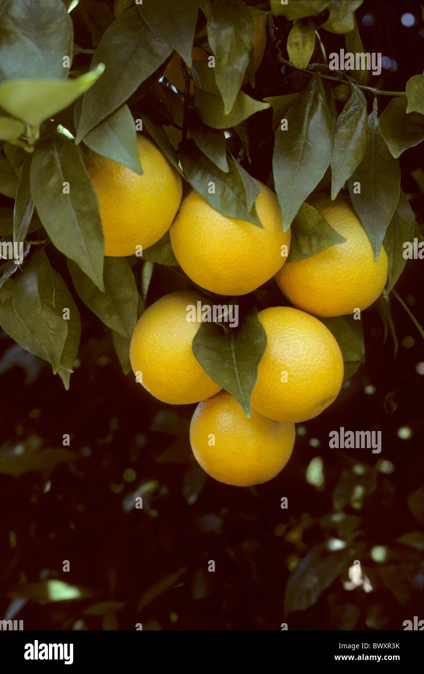 Florida orange groves hi-res stock photography and images - Alamy