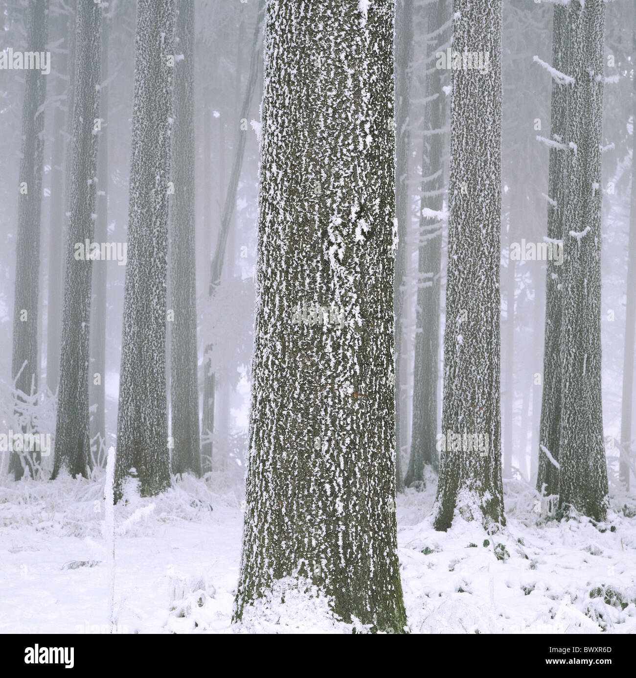 cutting part trunks inside snow wood forest winter trees Stock Photo ...