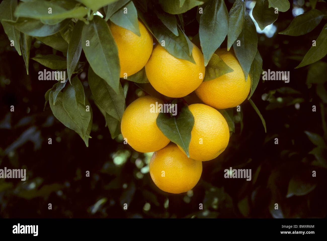 Oranges hanging from a tree hi-res stock photography and images - Alamy