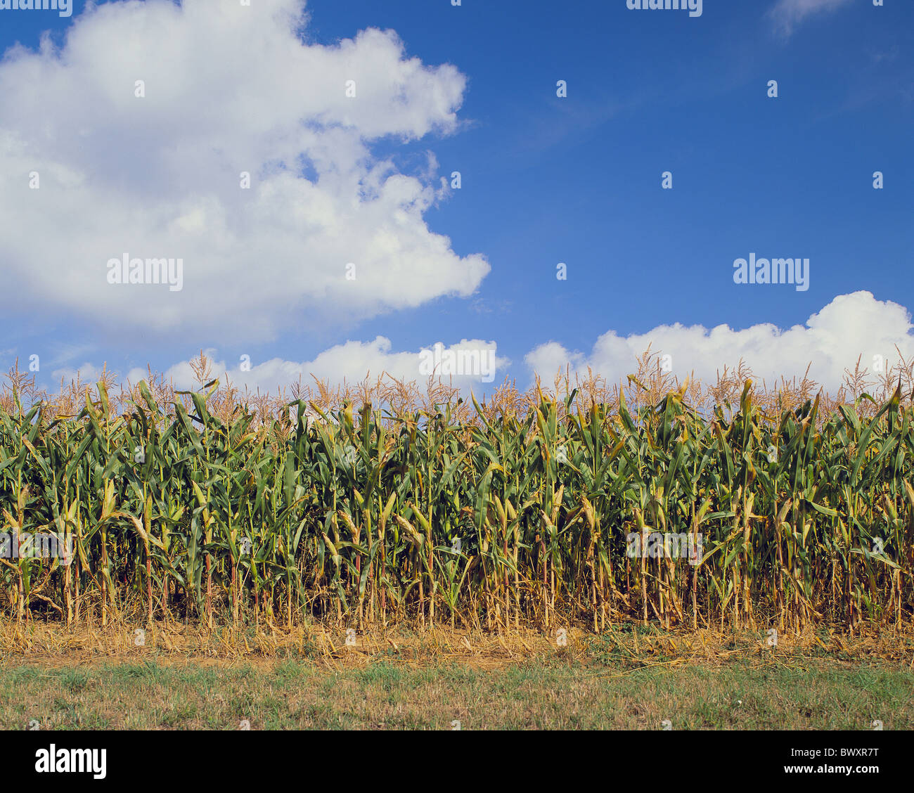 useful plants maize corn corn field edge clouds weather field ...