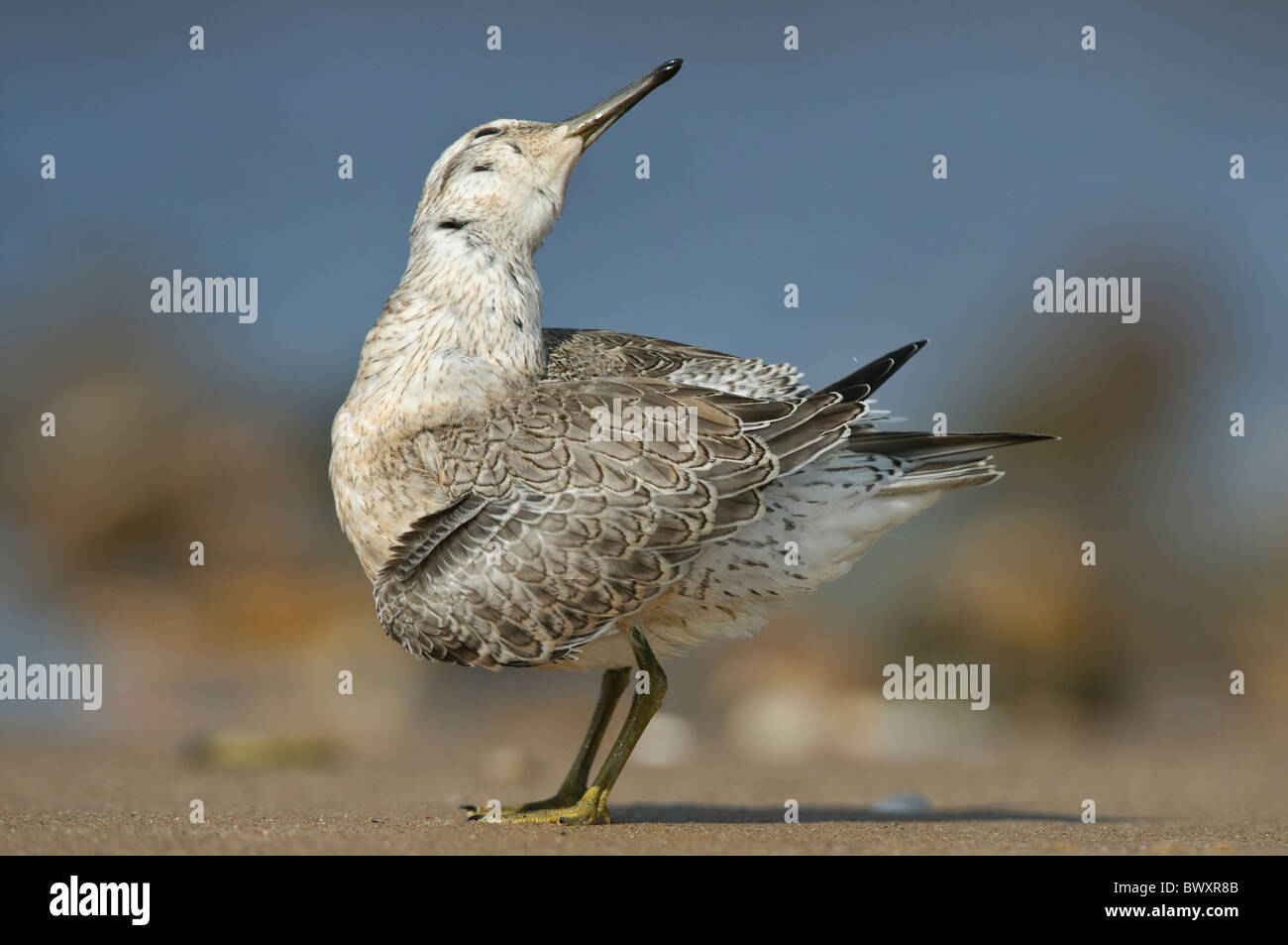 Wriggling hi-res stock photography and images - Alamy