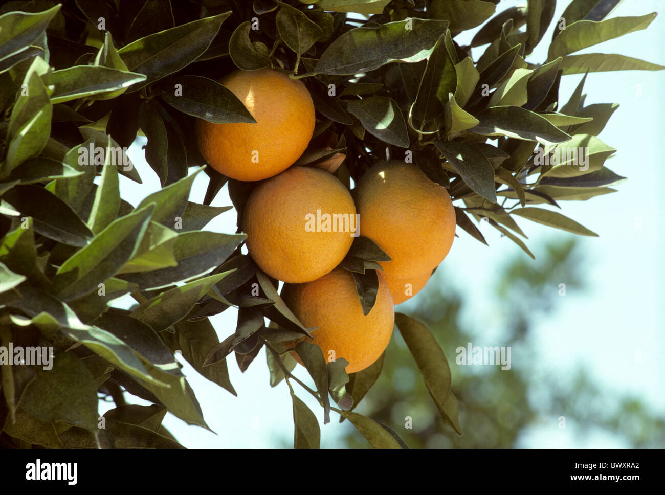 A bunch of Florida oranges hanging from a tree Stock Photo - Alamy