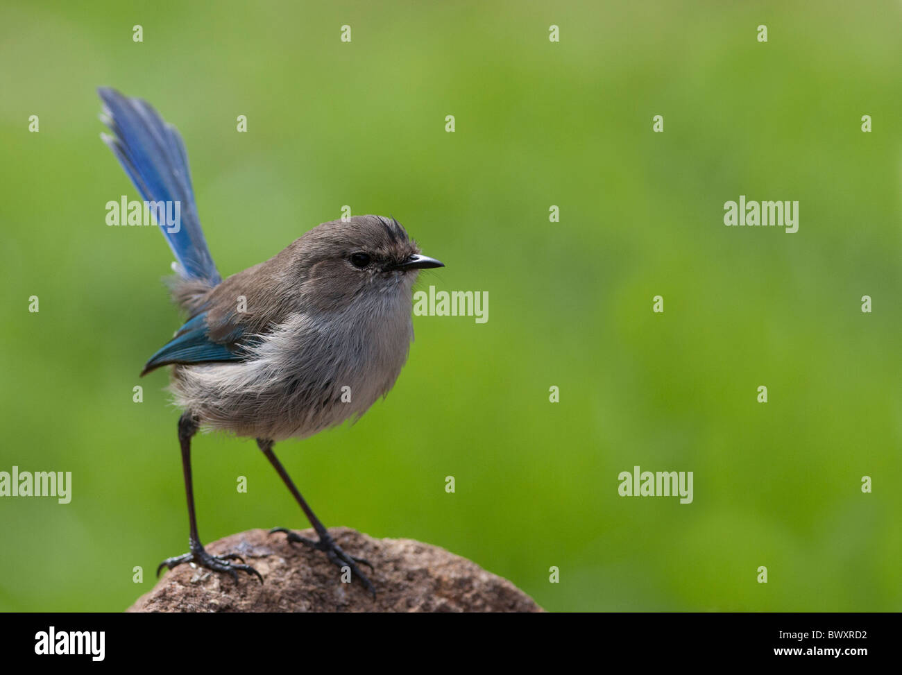 Splendid fairy wren malurus splendens hi-res stock photography and ...