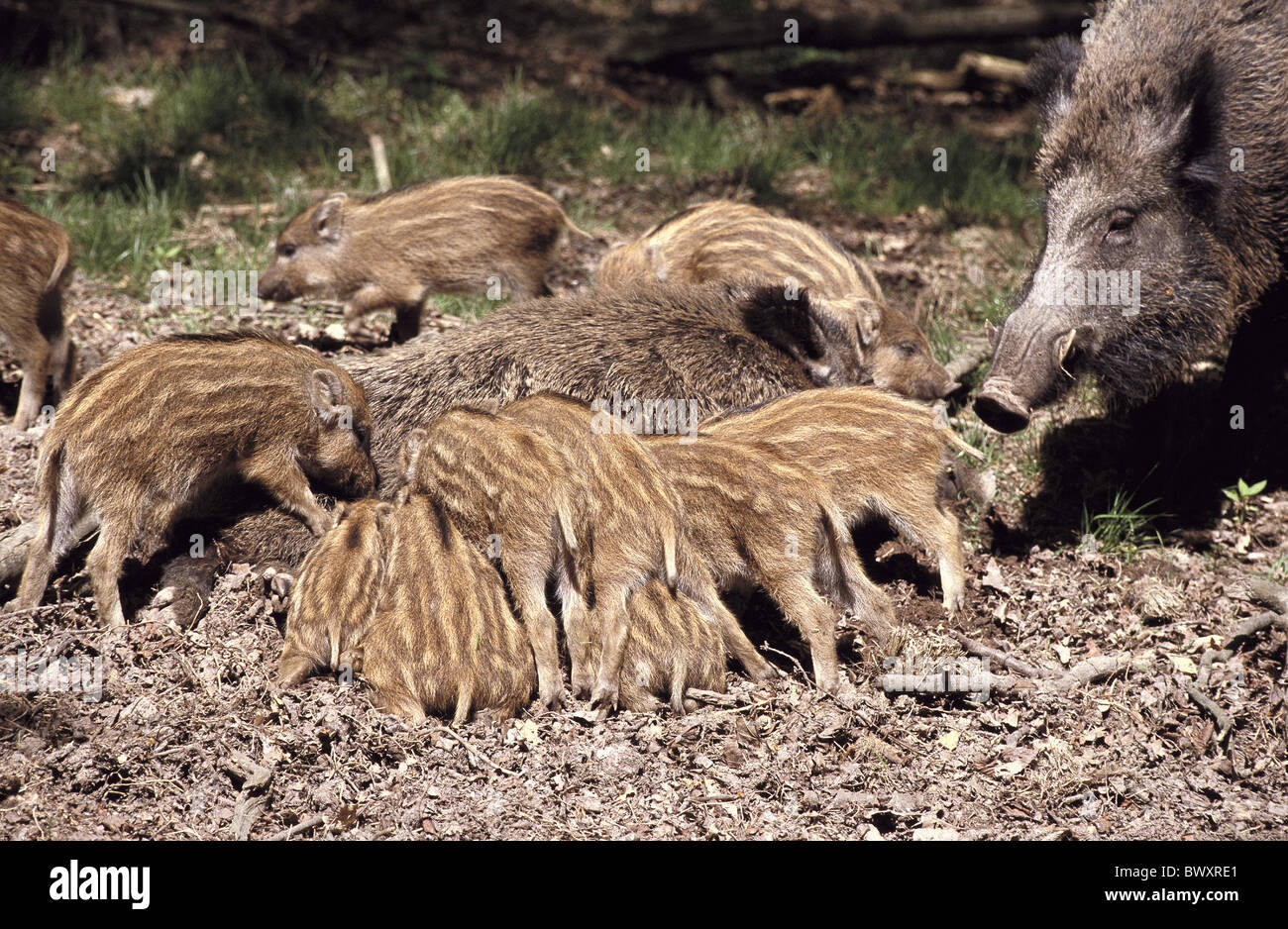 wild boar wild sow young wild boars nursing boar watching pigs animals ...