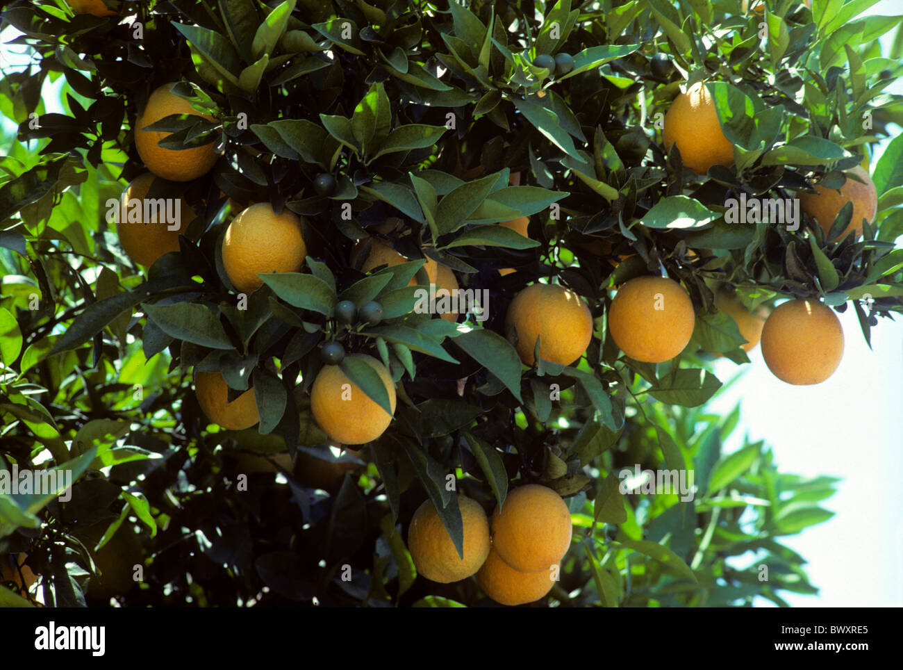 Florida oranges hanging from a tree Stock Photo - Alamy