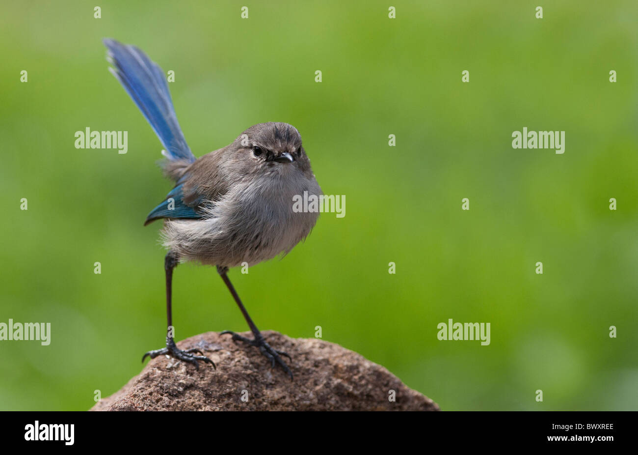Splendid wren hi-res stock photography and images - Alamy
