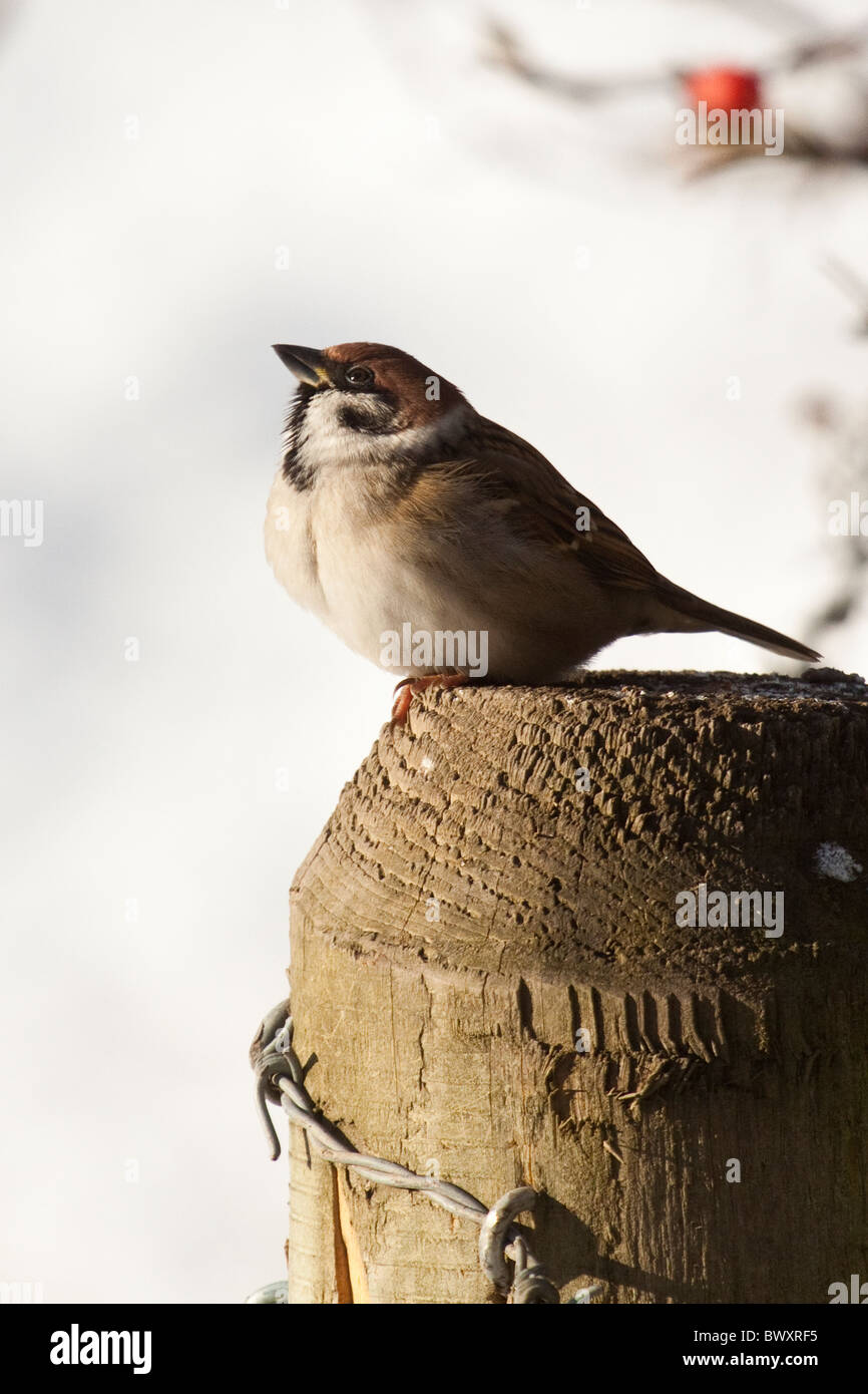 Tree Sparrow - Passer montanus Stock Photo - Alamy