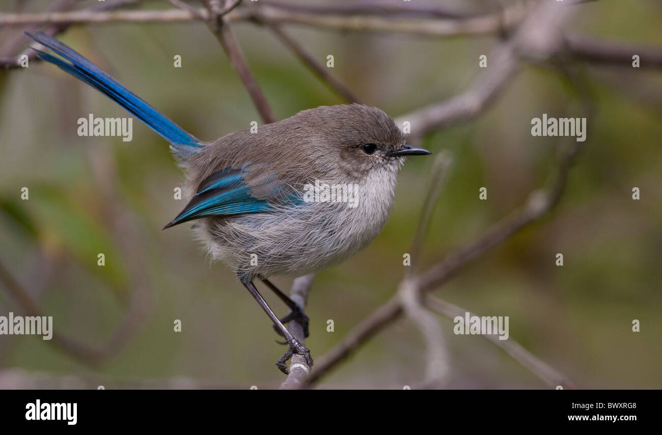 Splendid wren hi-res stock photography and images - Alamy
