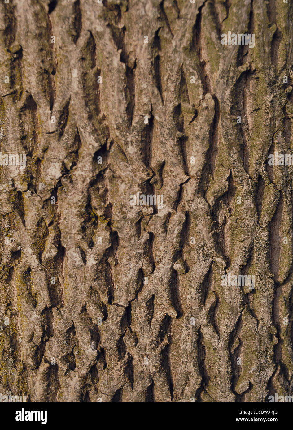 tree details bark ash tree structure Stock Photo - Alamy
