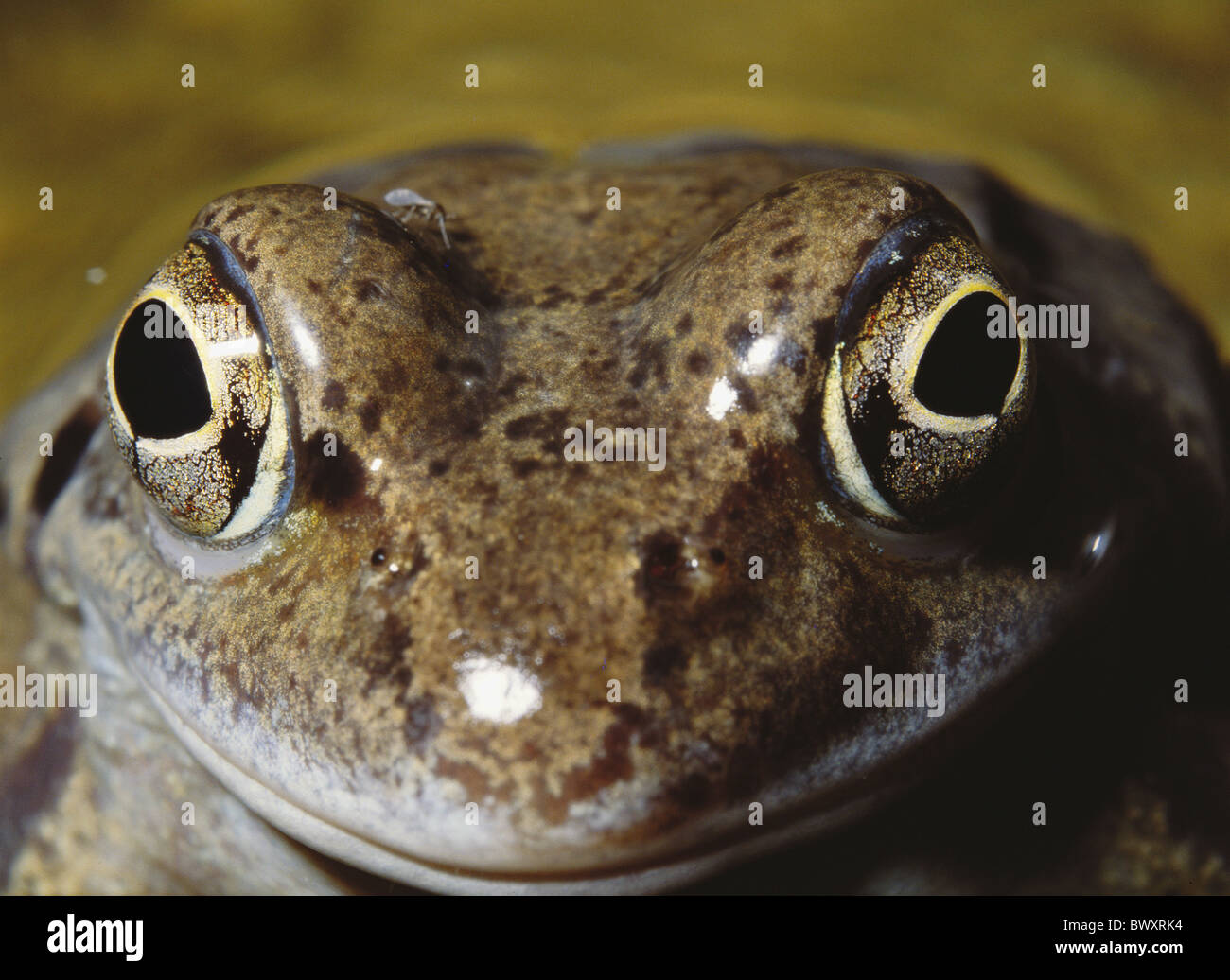 frog grass frog head green animal beast eyes amphibians Stock Photo - Alamy