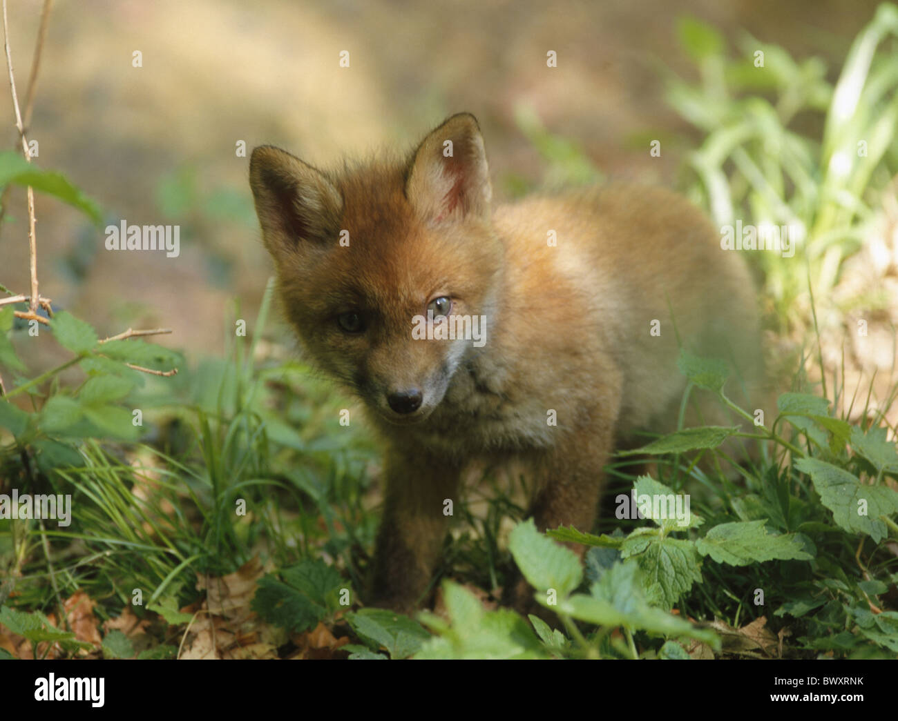 fox grass lurking clearing close-up undergrowth wood forest puppy ...
