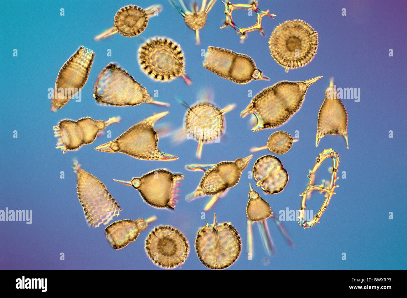 microbiology radiolarias ray little animals skeleton from silicate good ...
