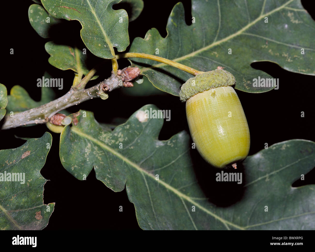 tree fruits acorn branch tree detail oak Stock Photo - Alamy