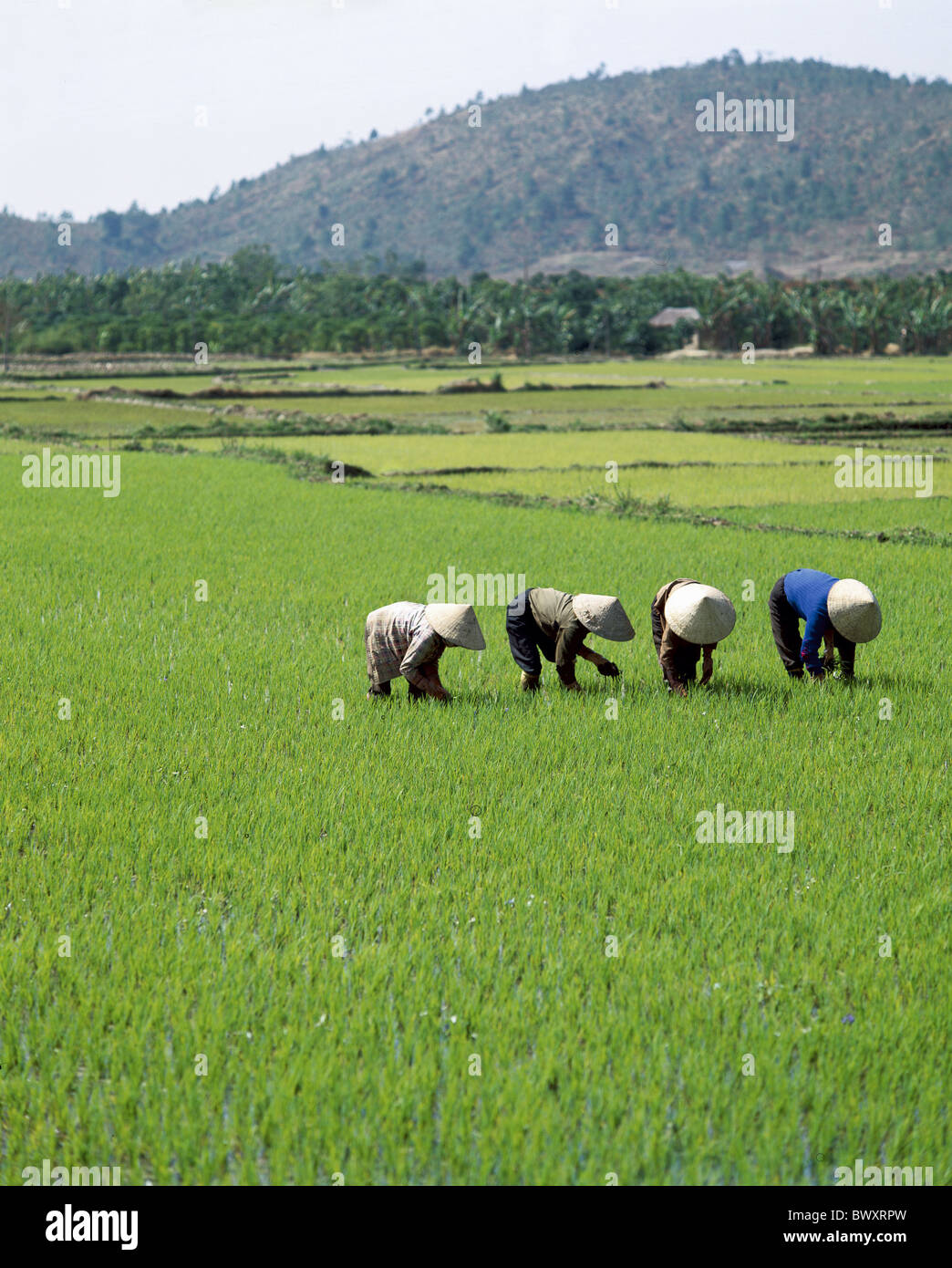 work job farmers near Nha Trang useful plants rice field rice fields ...
