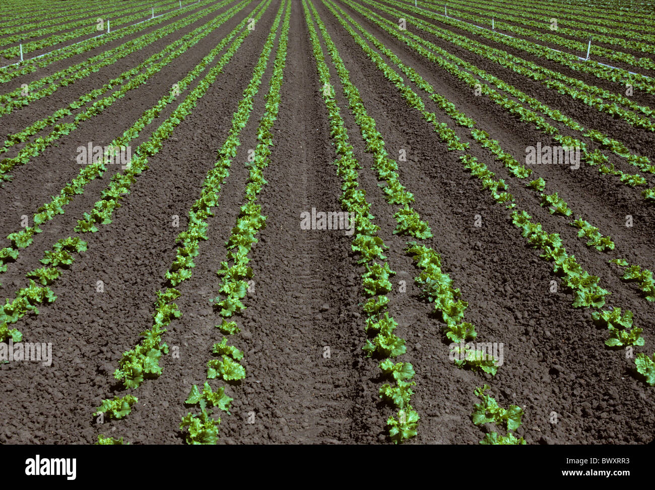 Rows of young lettuce in a field Stock Photo - Alamy