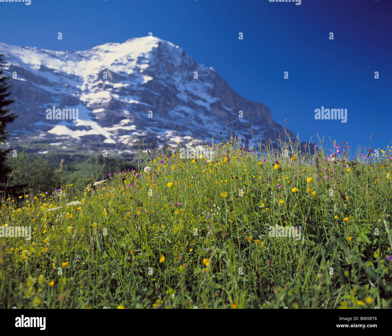 Switzerland Europe canton Bern Bernese Oberland alp meadow snow ...
