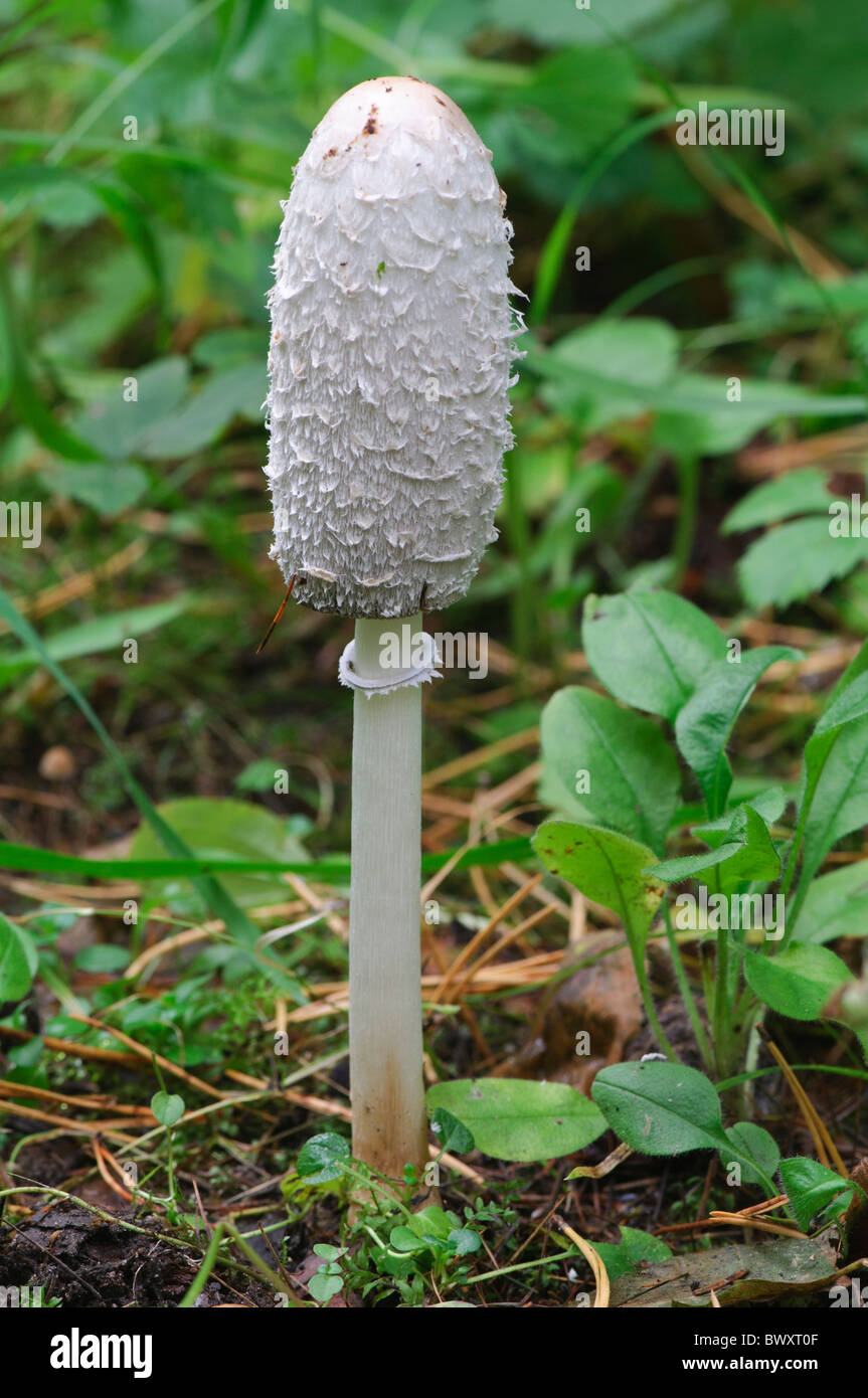 Shaggy ink cap Coprinus comatus Stock Photo - Alamy