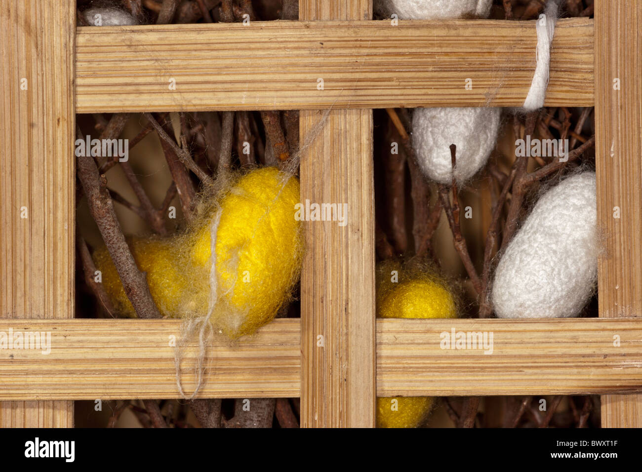Silkworm pupae (Bombyx mori Stock Photo - Alamy