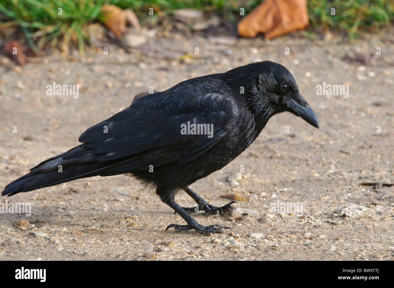 Carrion Crow Corvus corone Stock Photo - Alamy