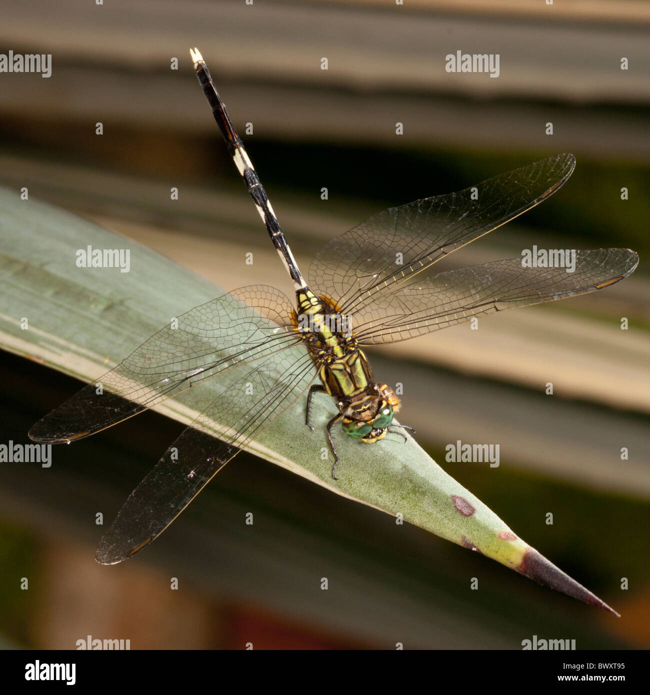 Leag hi-res stock photography and images - Alamy